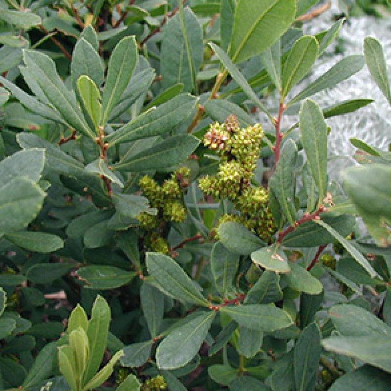 Sweet Gale – Natural Edge