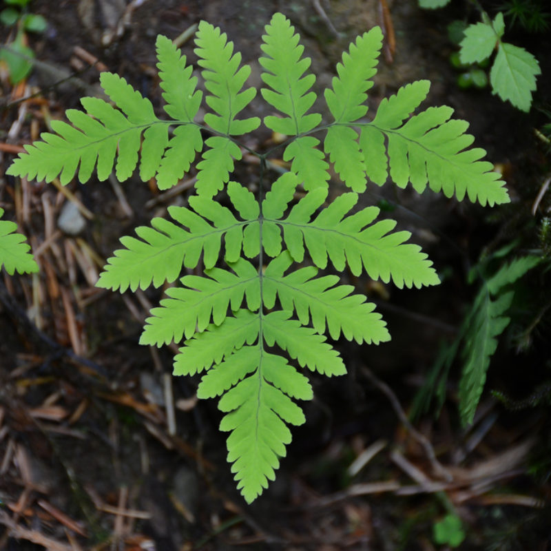 Oak Fern – Natural Edge