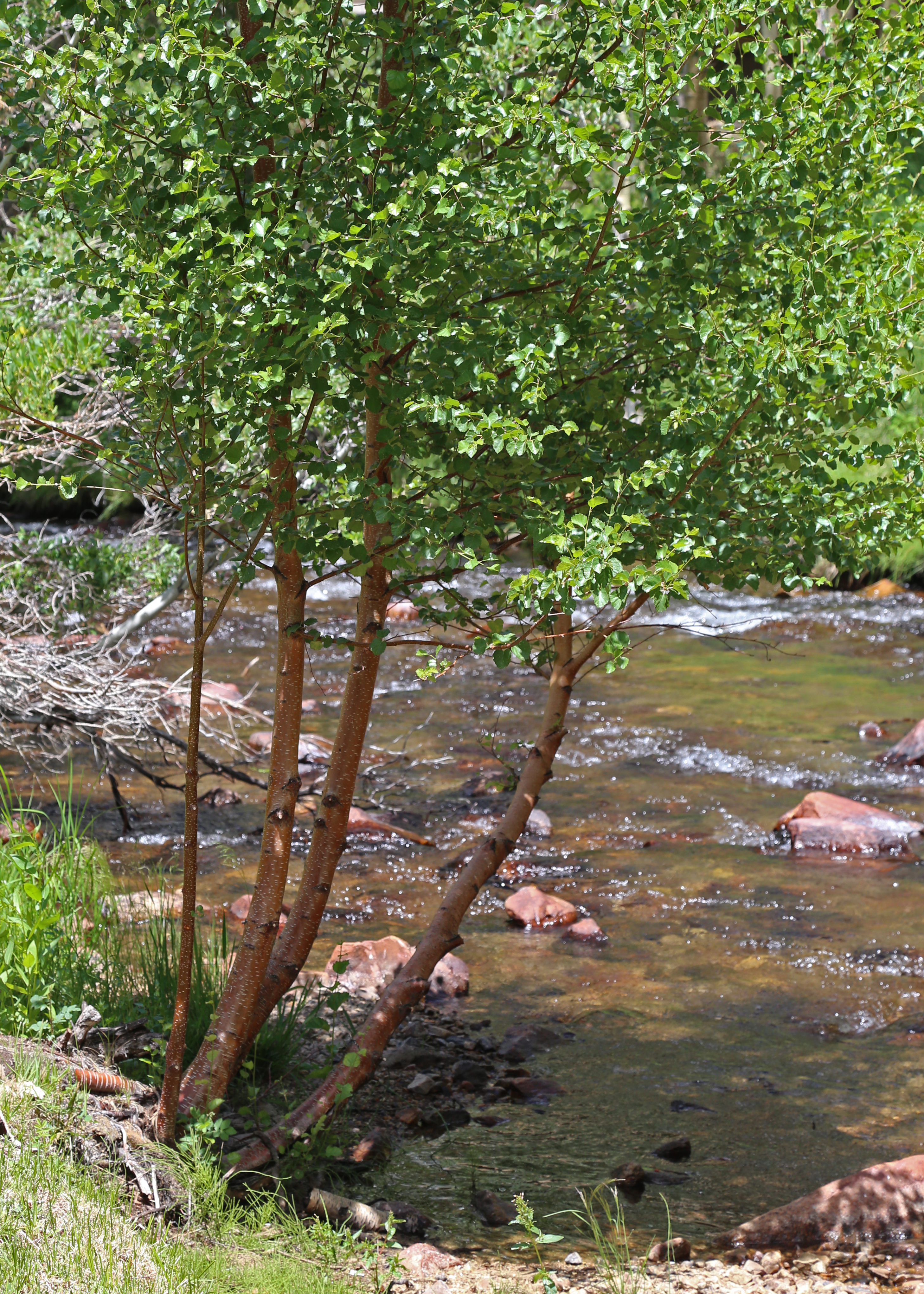 Water Birch Tree Information