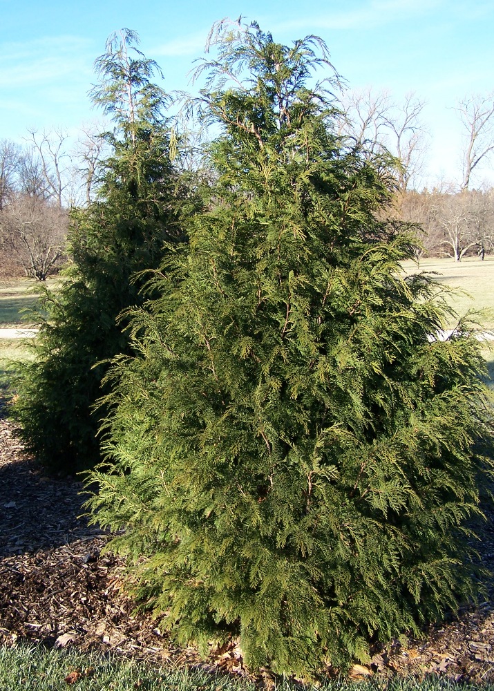 Cedar Of Cypress Trees Types Cypresses
