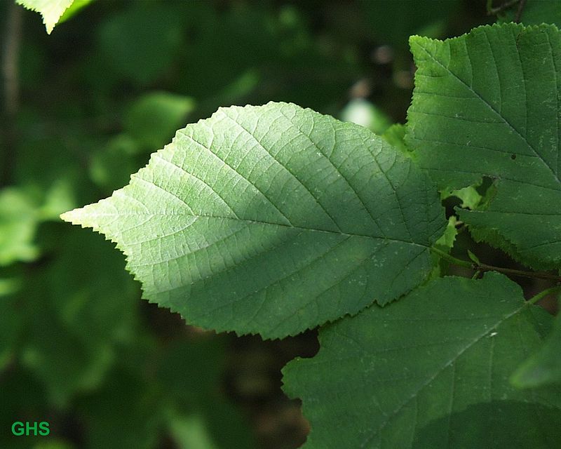 American Hazelnut Tree Leaf Corylus Americana (American Hazelnut)
