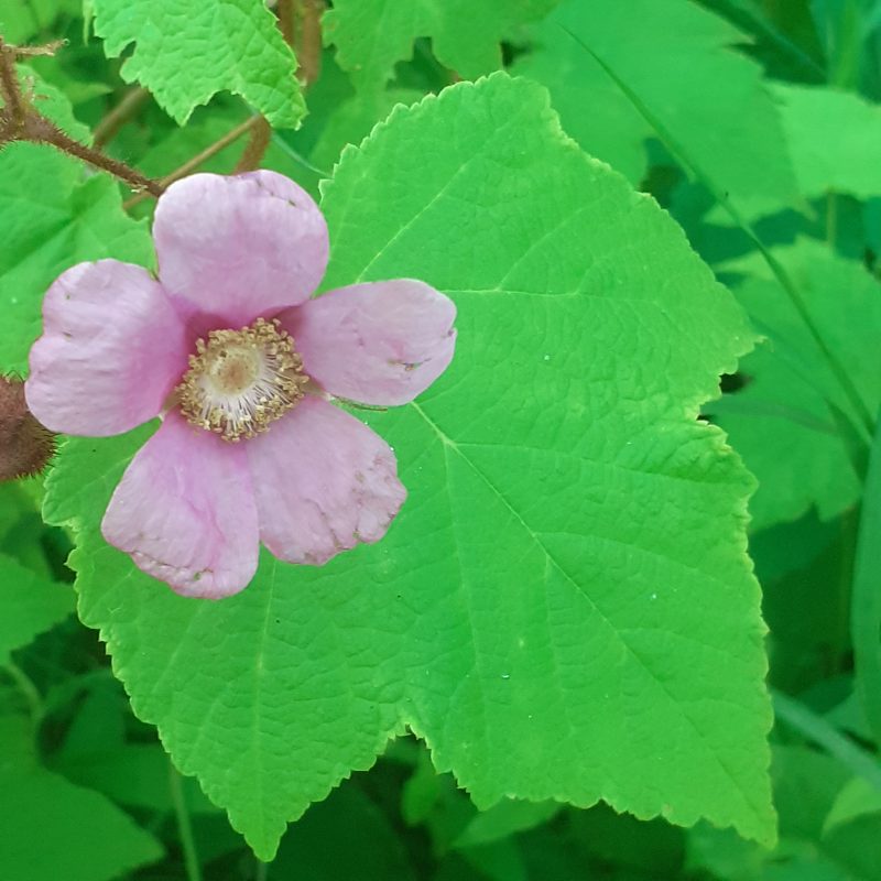 Purple Flowering Raspberry – Natural Edge
