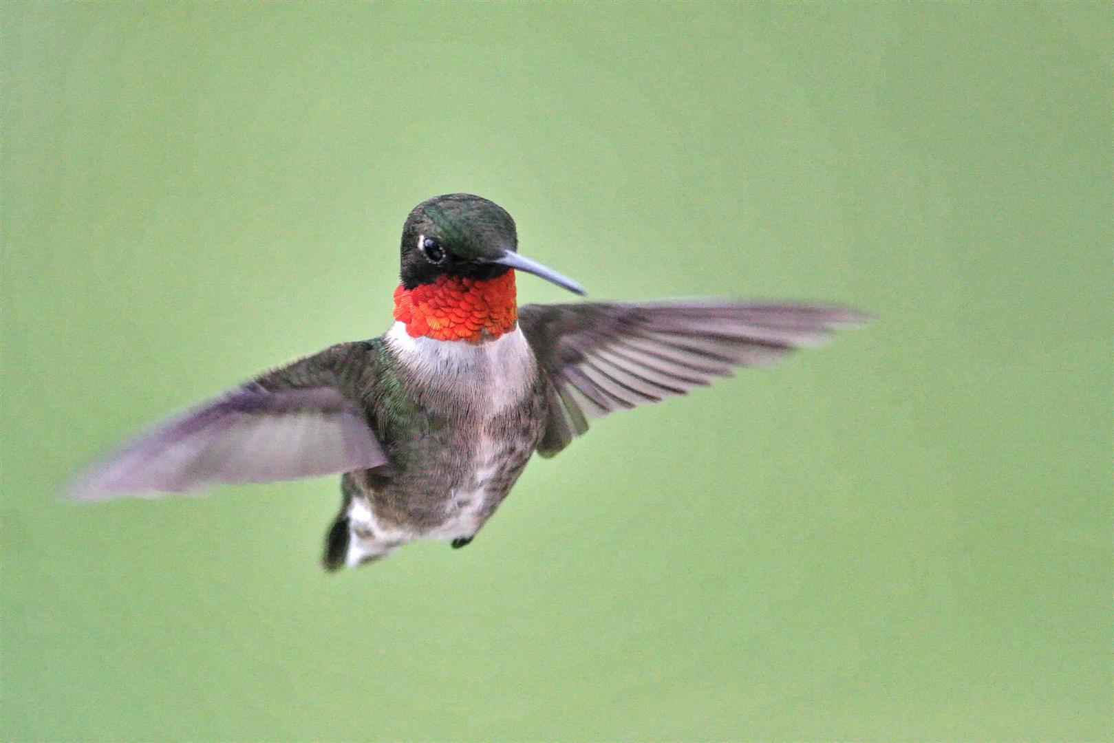 Get to Know your Pollinators! - Natural Edge