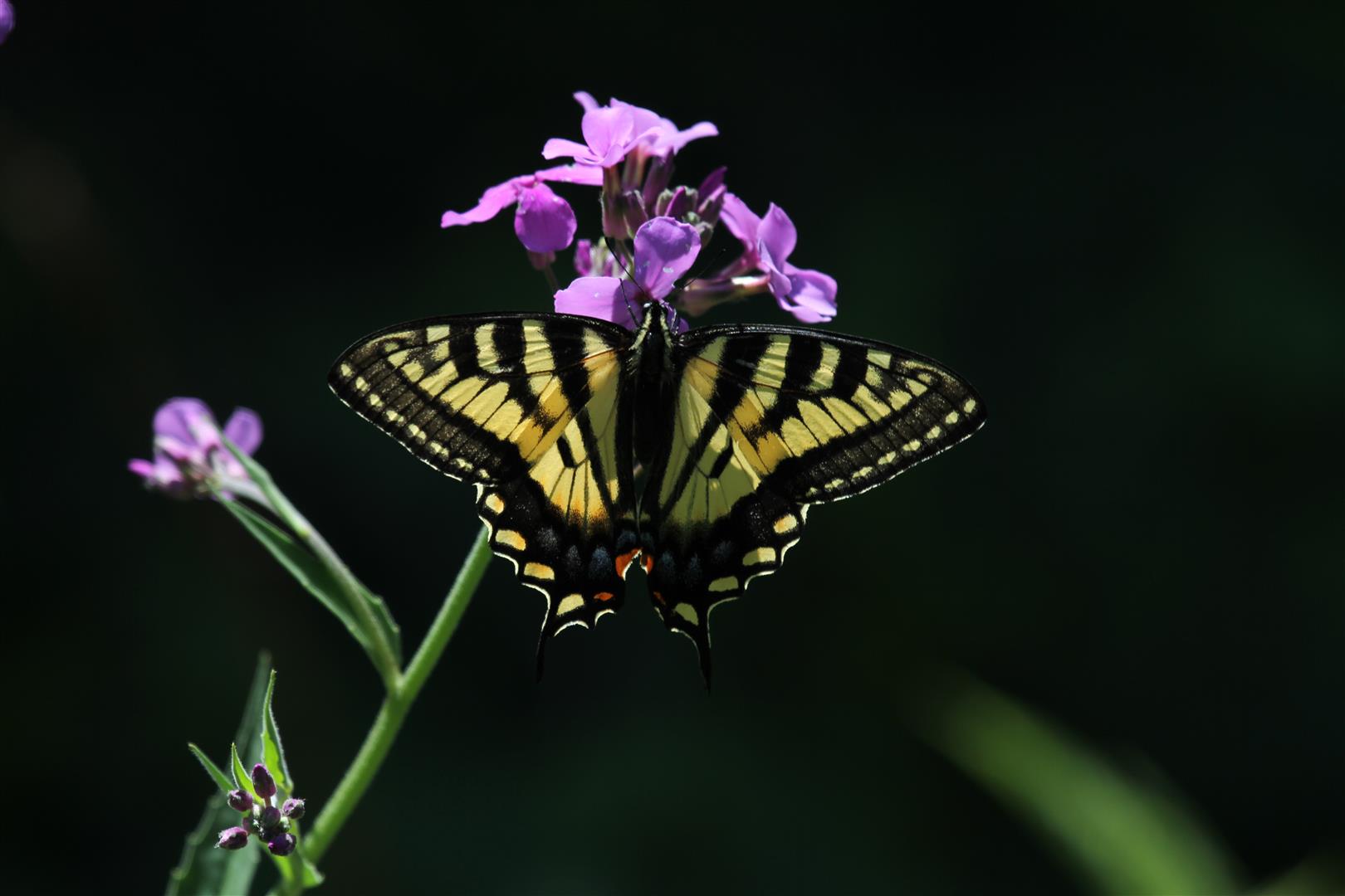 Get to Know your Pollinators! - Natural Edge