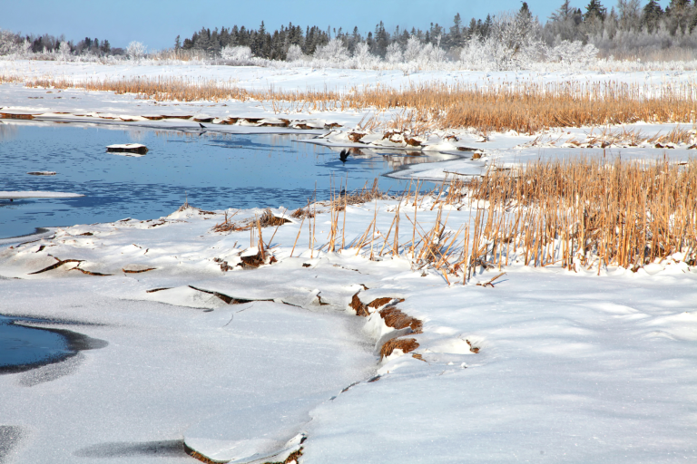 Can Natural Buffers Help Mitigate Road Salt Pollution? - Natural Edge